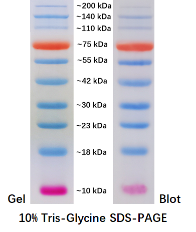 G2058-250UL 250ul Prestained Protein Marker II 10-200 kDa from China ...