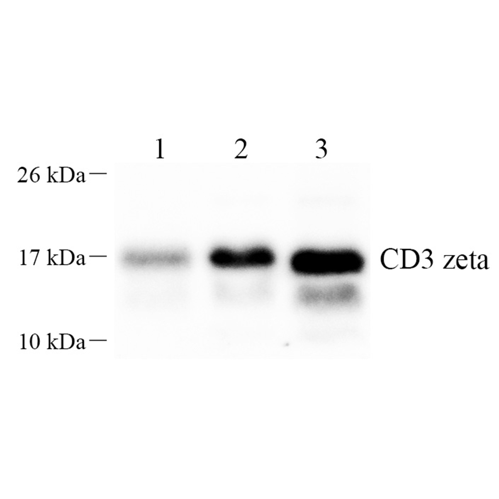GB112398 Anti -CD3 Zeta CD247 Tcrz CD3-eta Chain Rabbit Polyclonal ...
